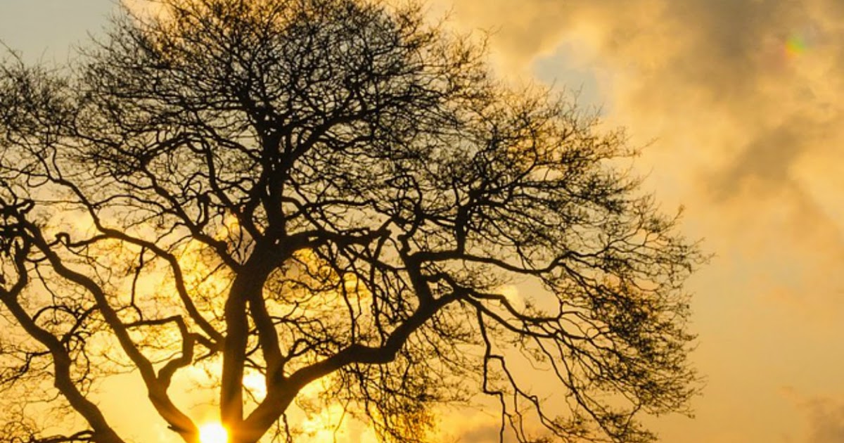 1-Minute Bible Love Notes: Rooted and Established in Love - Ephesians 3:17