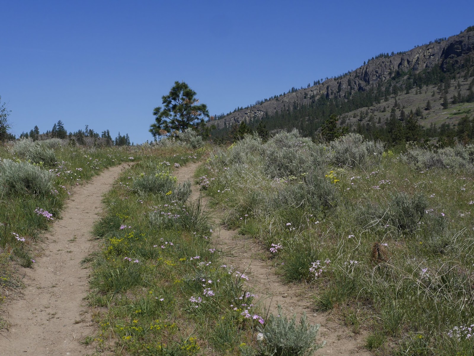 Hiking McIntyre Bluff – Backwoods Mama