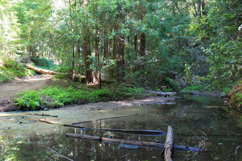 Eye On The View: Henry Cowell Fall Creek Unit - Fall Creek