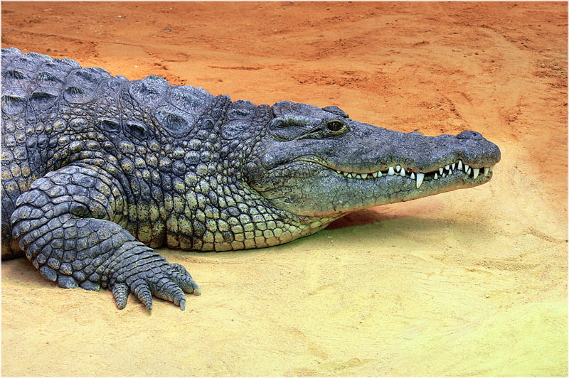 FOTO NATURA HUESCA 2: COCODRILO crocodylidae Georges Léopold Chrétien ...