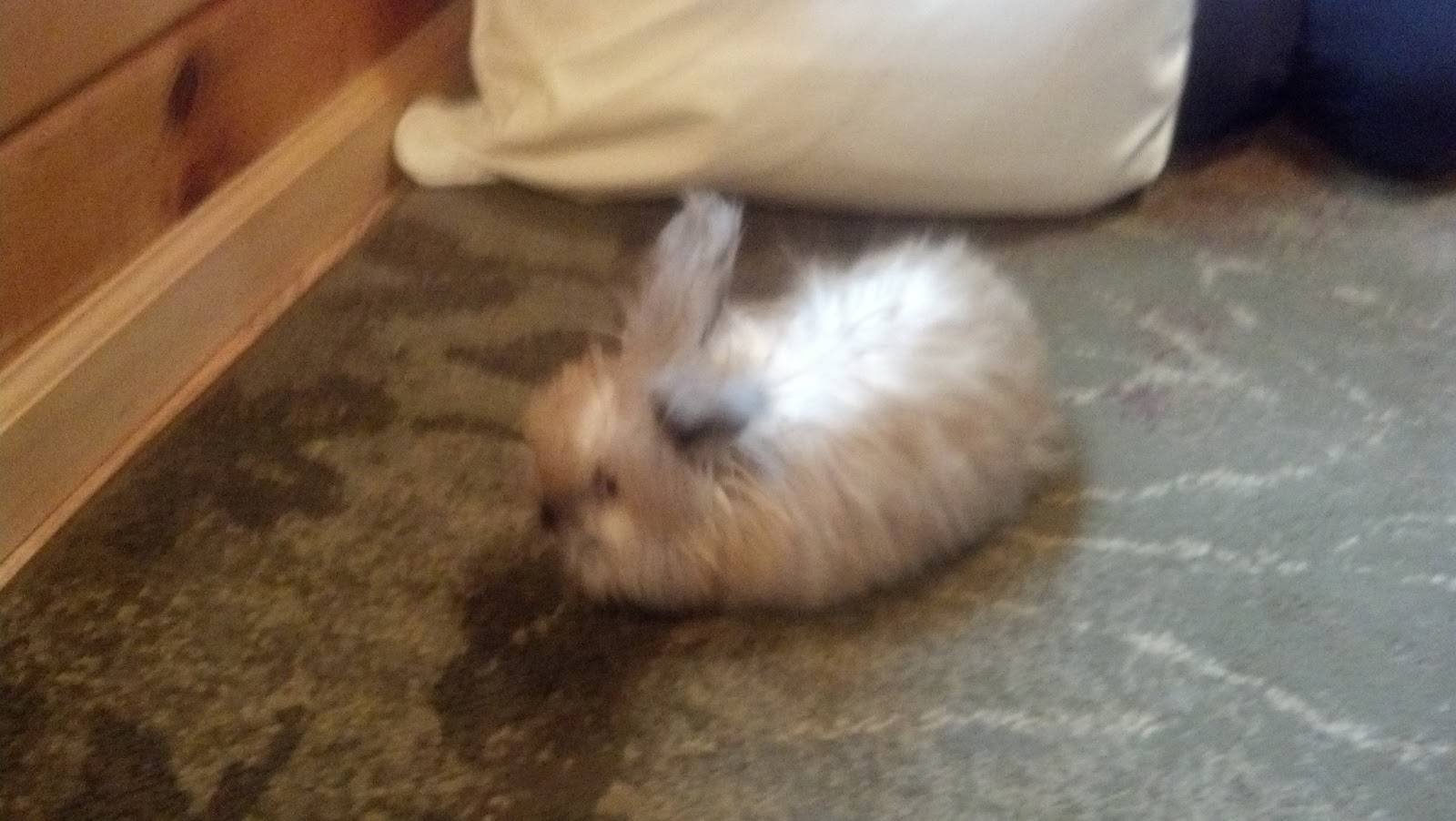 Greetings from James Creek: Bunny Babies @ 7 weeks Old - Feb. 26th