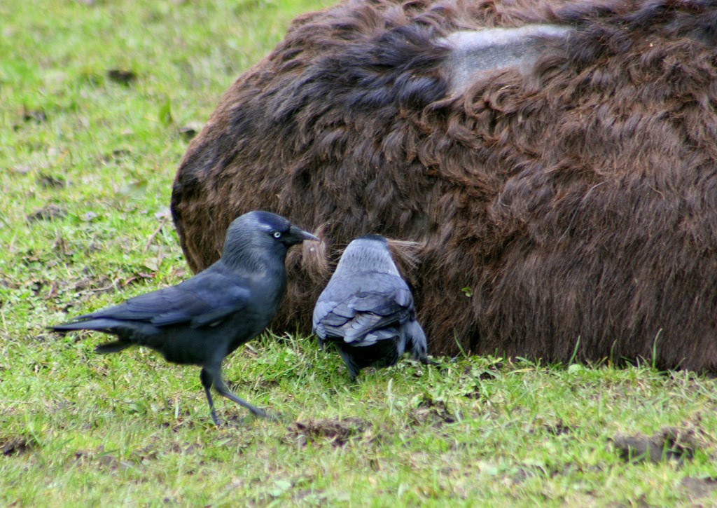 A life at the shoreline. .. by Jeff Copner : Jacky and the Donkey