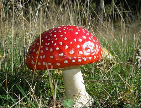 C'est la biologie: Champignons hallucinogènes