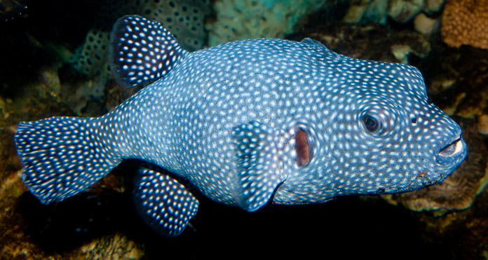 Los Animales Mas Raros del Mundo: ANIMALES MAS RAROS ACUATICOS