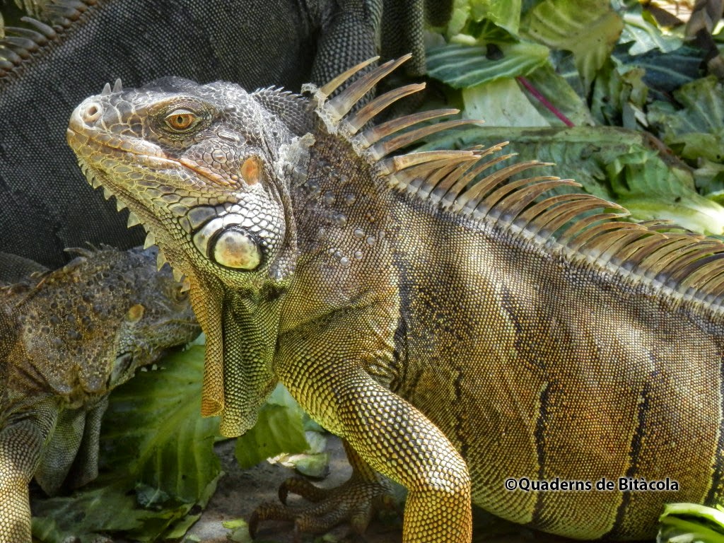 Roatán, fi de viatge a l'acollidora illa d'Hondures ~ Quaderns de bitàcola