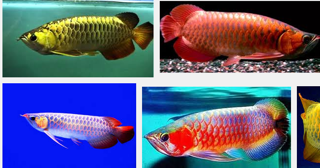 Ukuran Arwana Di Akuarium? Berikut Detailnya Buat Persiapan - Rahasia ...