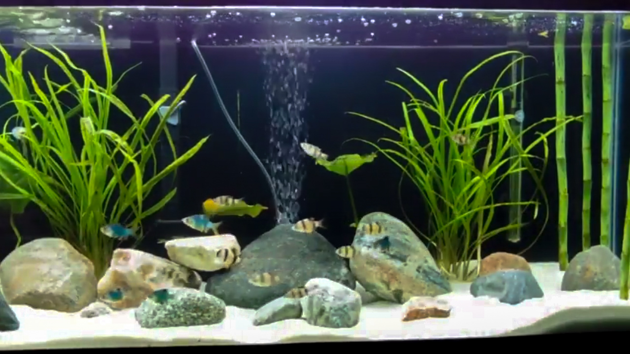 How To Care Tiger Barbs - Aquarium's Care