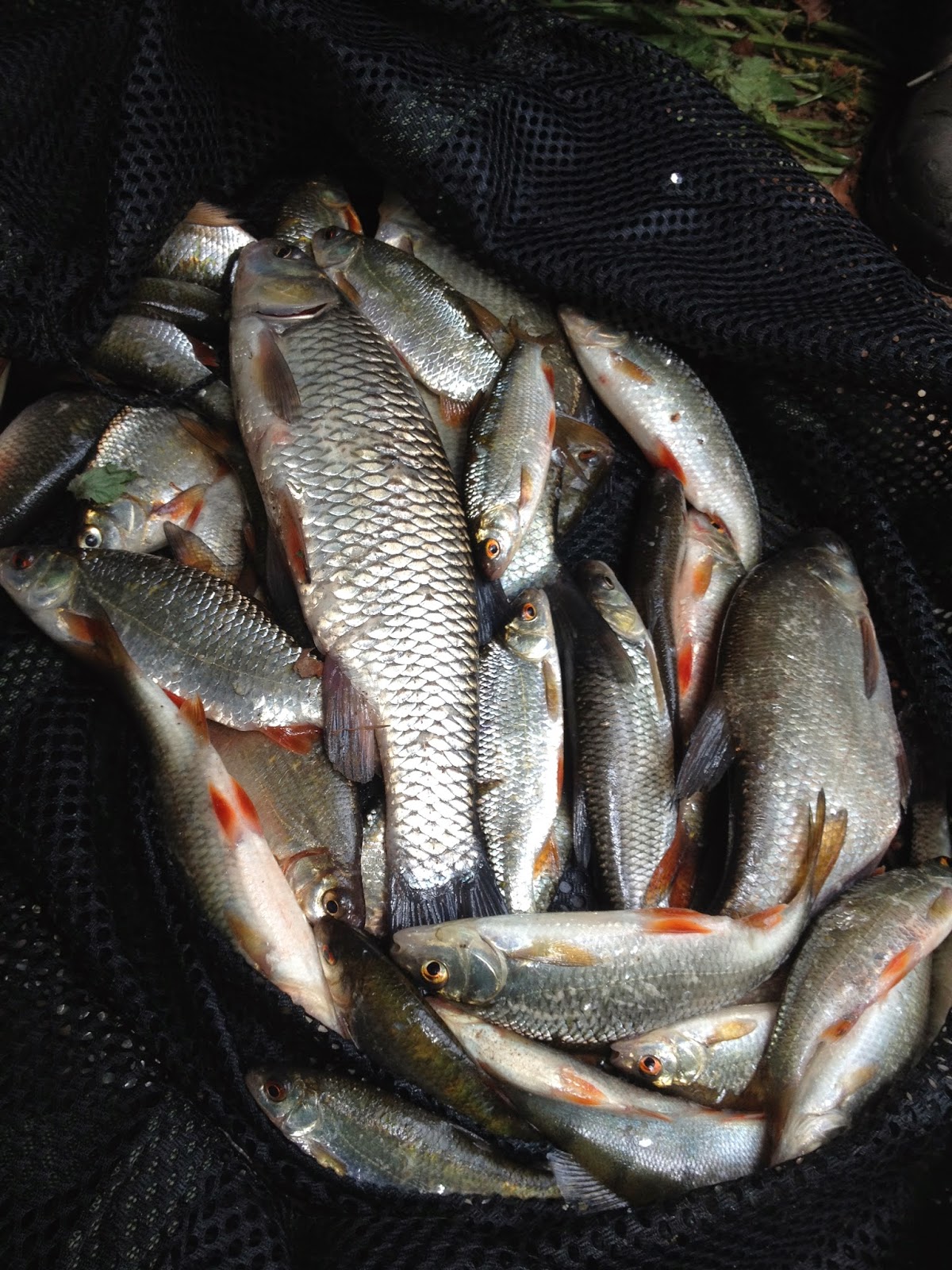 Danny's Angling Blog: River Dane Fishing: Coppers Show For Twilight Peg ...