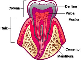 Clinica Dentis Implant: Un recorrido por los dientes