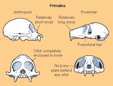 Los primeros primates ~ Aprenda historia de la humanidad