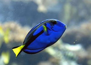 El Café de las 5: Paracanthurus Hepatus: LA HISTORIA DE UN SUEÑO MAL ...