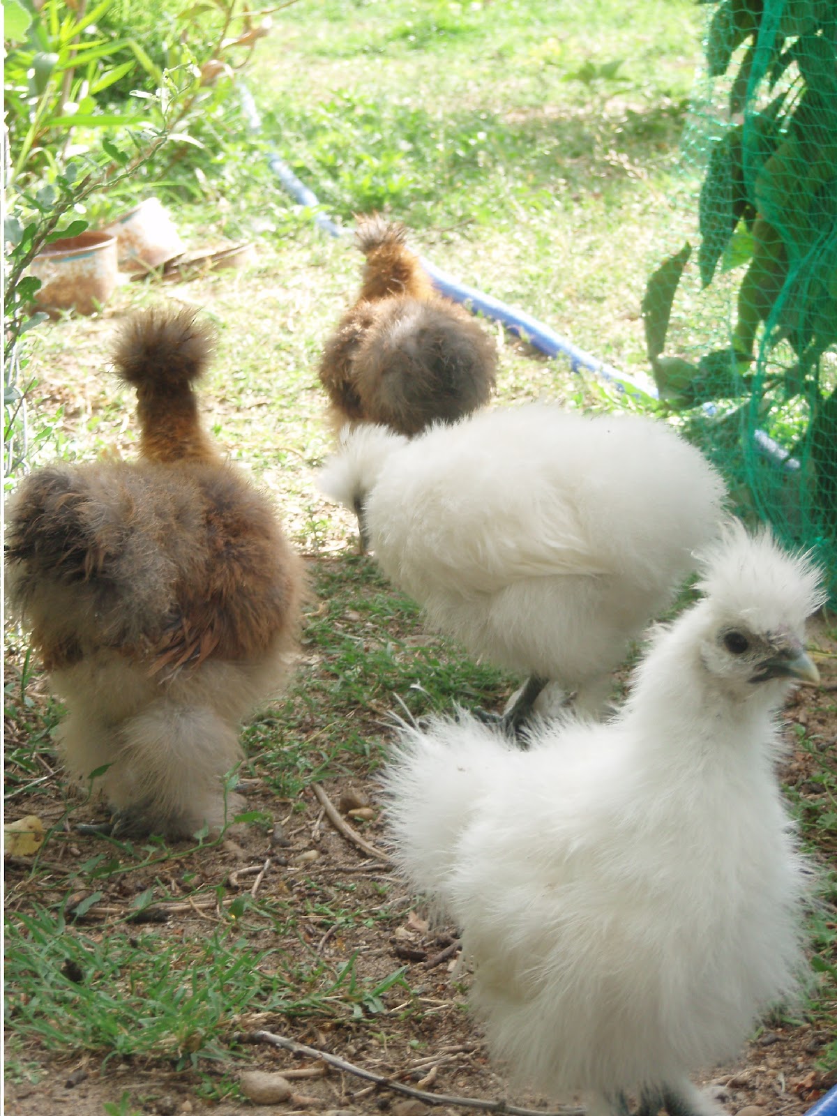 TODO GALLINAS: GALLINA SEDOSA DEL JAPON