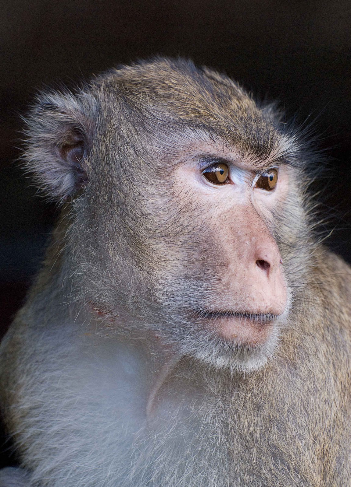 Big Tones Photo Blog: Photo of the Day: Rhesus Macaque at Angkor Wat