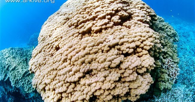 Fauna y flora endémica y algunos misterios de la fauna y flora: Porites ...