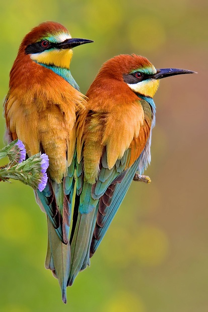 European Bee-eater, Merops Apiaster | Totaly Outdoors