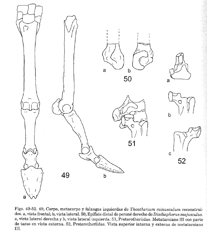 El pantano del Purussaurus (The Purussaurus Swamp): Patas equinoides ...