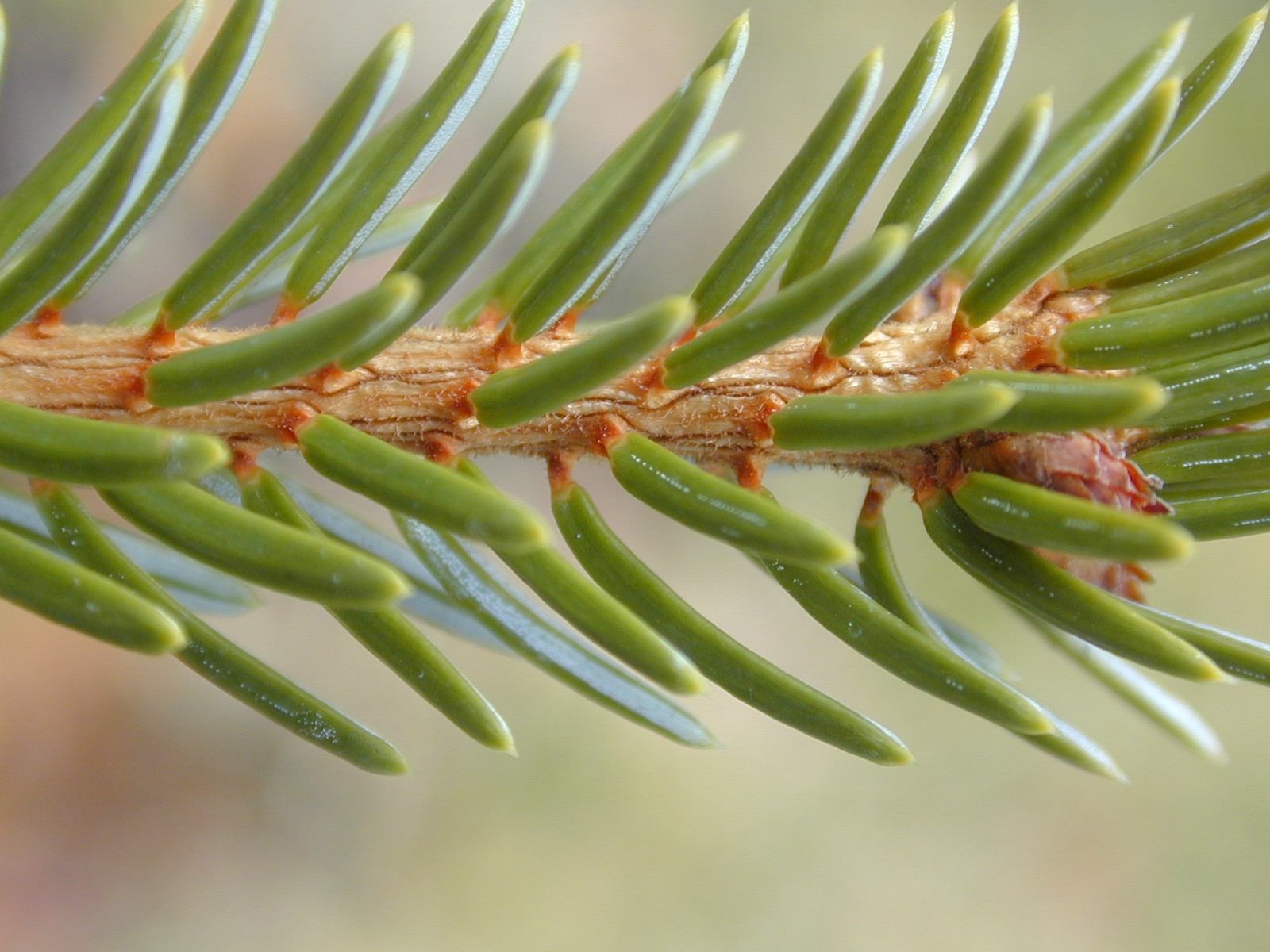 Trees of Santa Cruz County: Picea omorika - Serbian Spruce