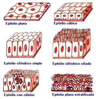 INFOMATICA I: EPITELIO SIMPLE O MONOESTRATIFICADO