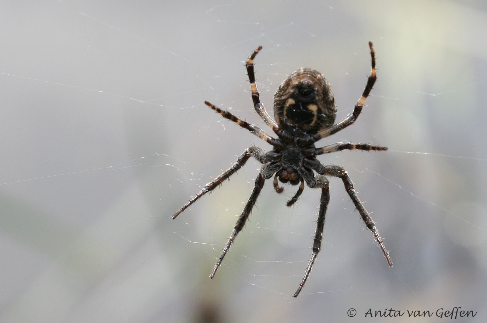 Natuurfotografie-Anita's-Art: Kruisspin ( Araneus Diadematus )