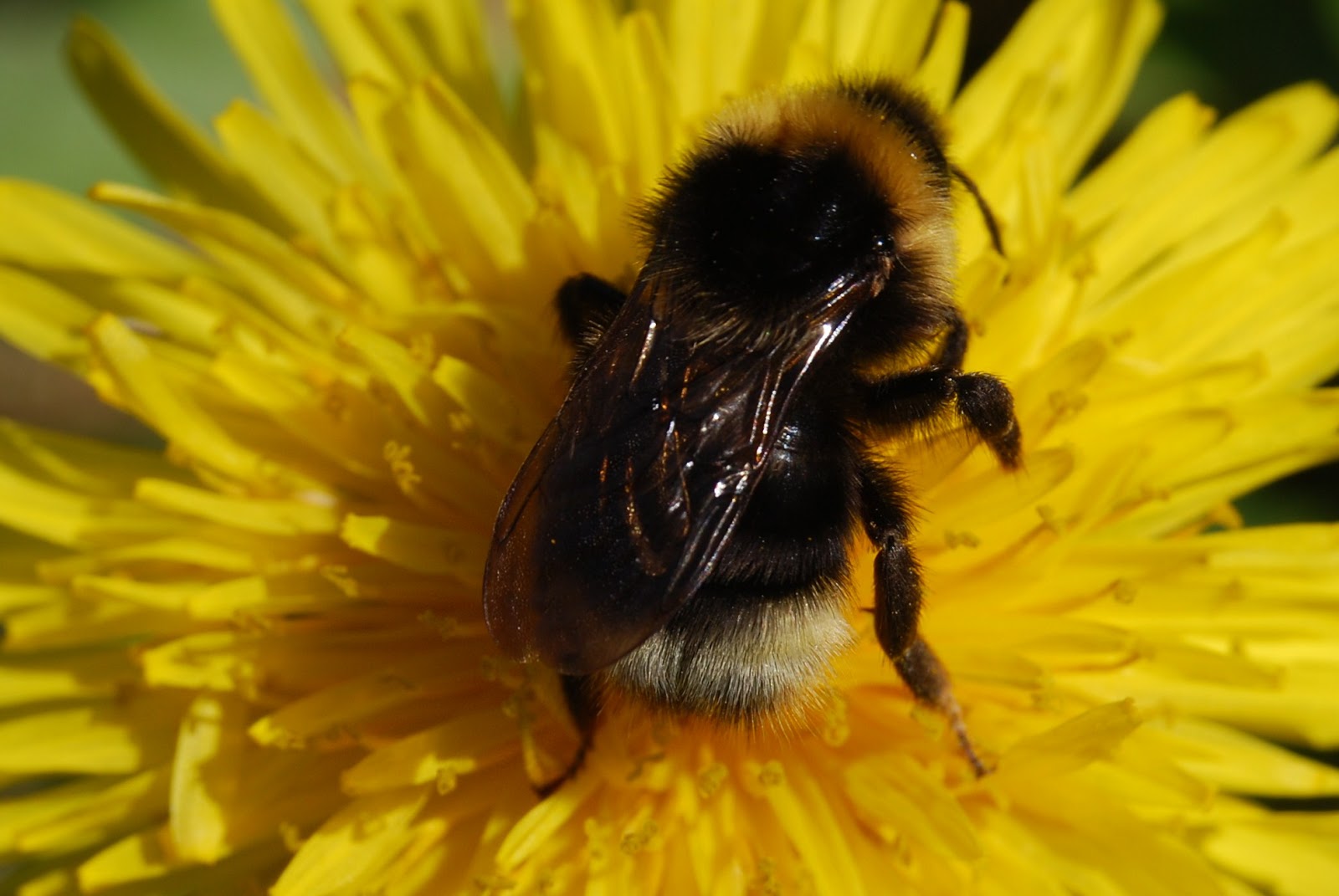 Vid Vätterns strand: Humlor.....