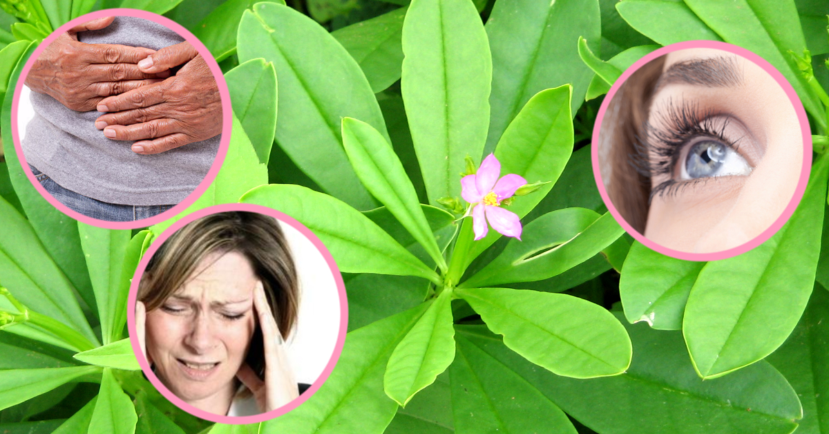 11 Amazing Health Benefits of Waterleaf (Talinum) for Bp and Cancer