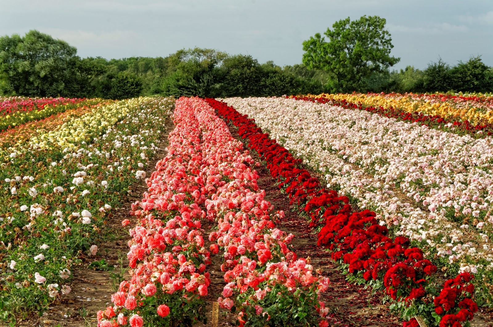 Jørgen Jensen Photography : Rose fields - Rosenmarker