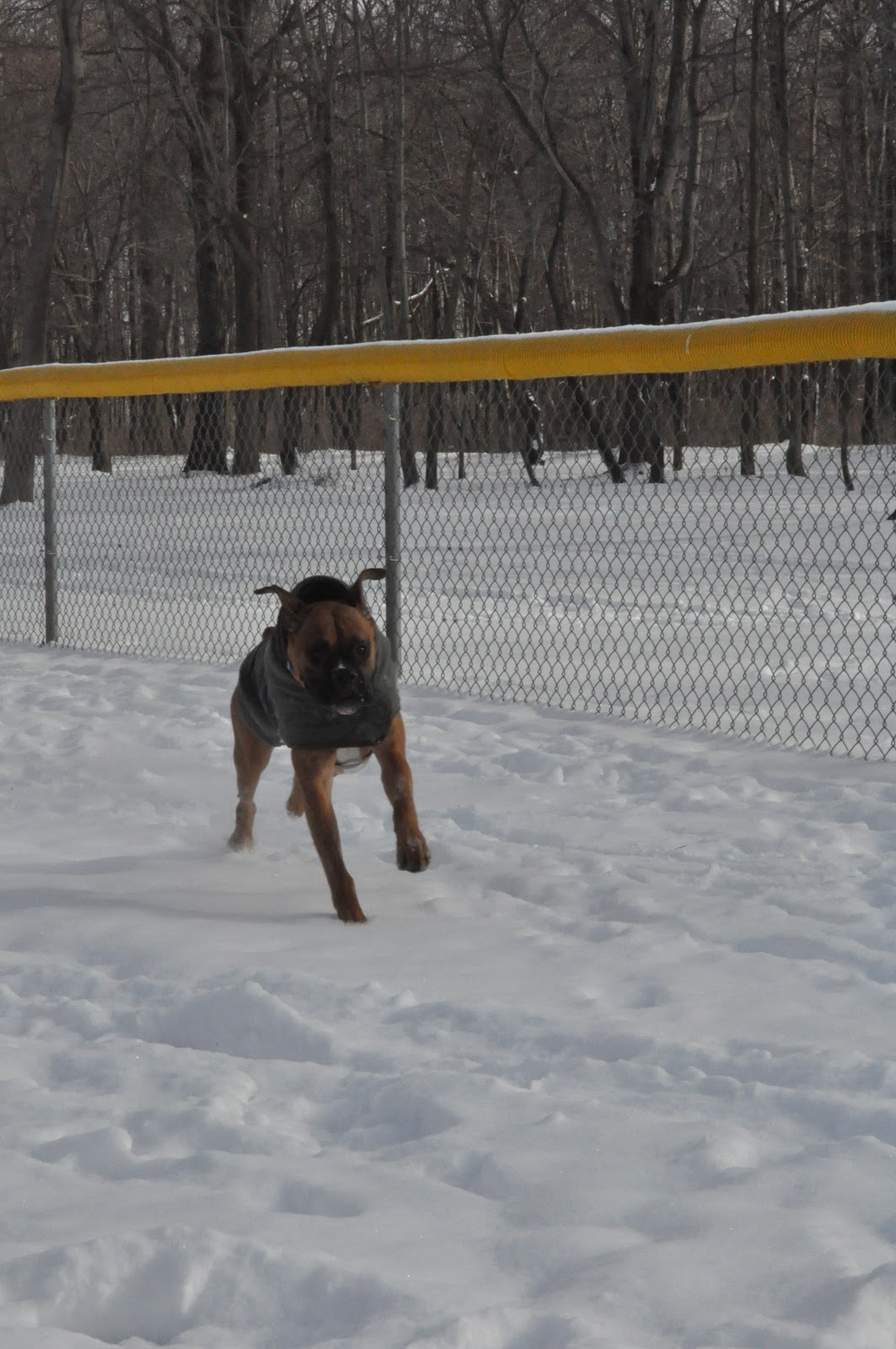I Have A Boxer: Snow Boxers