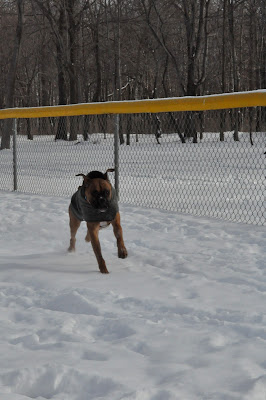 I Have A Boxer: Snow Boxers