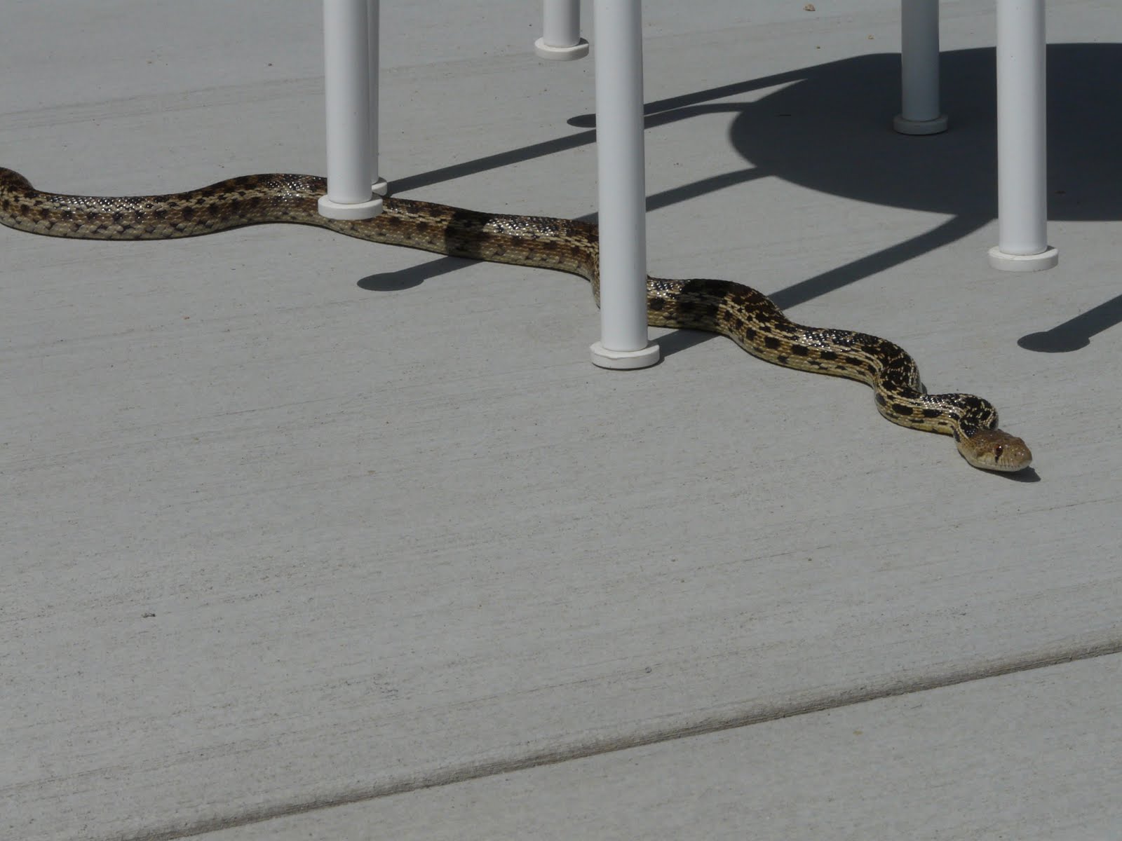 One Laguna Life: Visiting Vipor