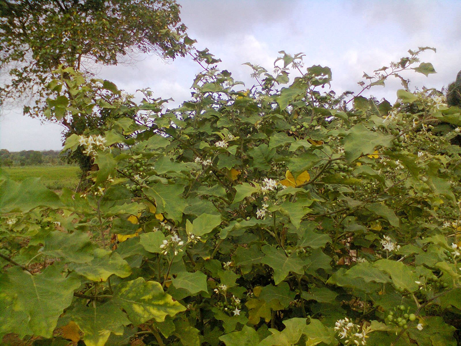 IDEAL LAND FOR RESIDENT & CULTIVATION