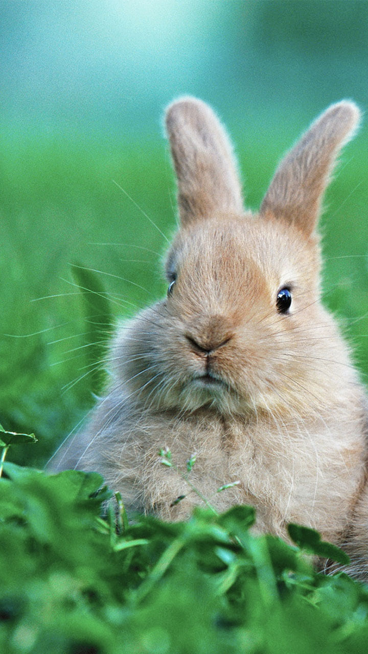 Happy APPS: Rabbit Live Wallpaper