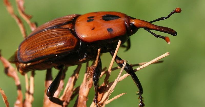 Cara Atasi Hama Kumbang Kelapa Sawit