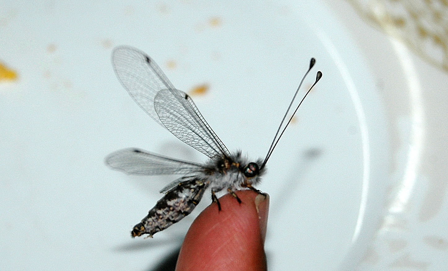 Taxonomía Arthropoda: Clase Insecta Orden Neuroptera