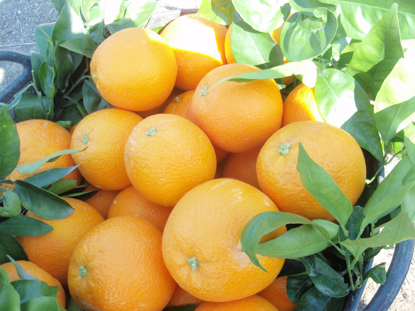 -Sabor de la huerta-: NARANJAS DEL SUPERMERCADO VS. NARANJAS PALAU