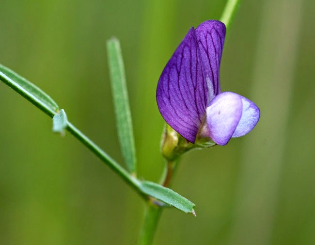 solitary dog sculptor: Botany - Botanica: Vicia - sp. Various - sp ...
