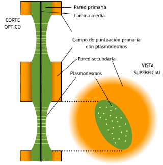 - Cousas de Bioloxía -: Plasmodesmos