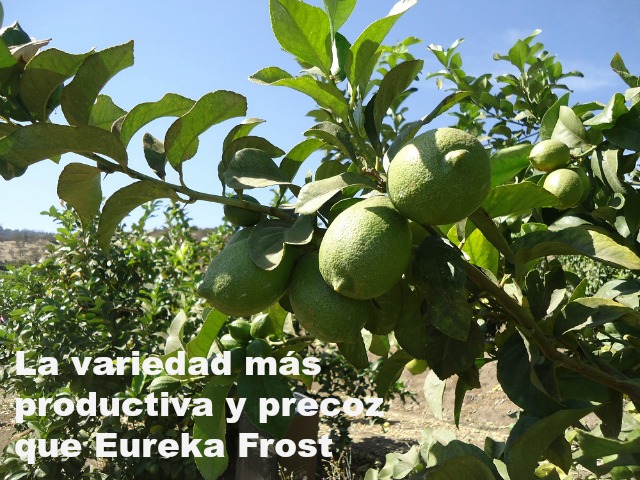 Limón chileno "Benjamín Andes"