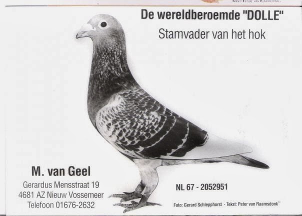 nieripigeons-Holanda racing pigeons: Martha Van Geel SIEMPRE VIGENTE.