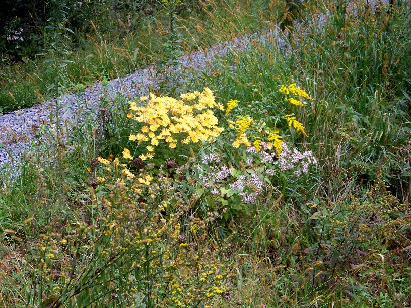 Outside Clyde: Bloom Day Weedflowers