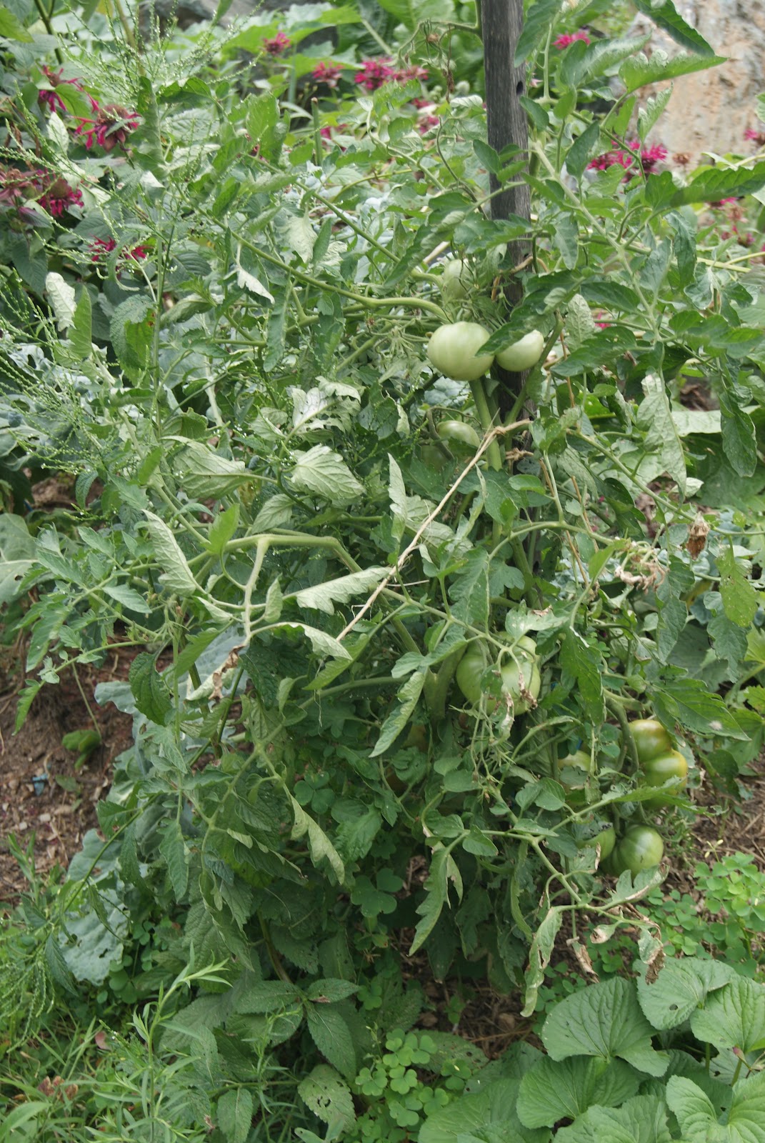 Ntoto (Earth) No Life Without Her!: Ancient Wisdom, Modern Solutions ...