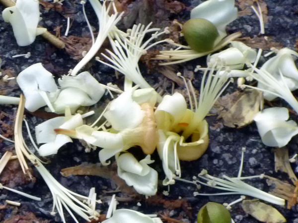 Kayuh Sorang Je: Rekreasi Tupah & Merbok