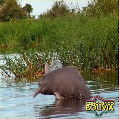 Beni: Destinos turisticos El delfin rosado o la ruta del bufeo