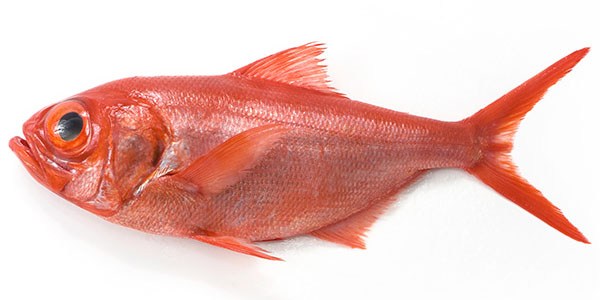 Hiroyuki's Blog on Japanese Cooking