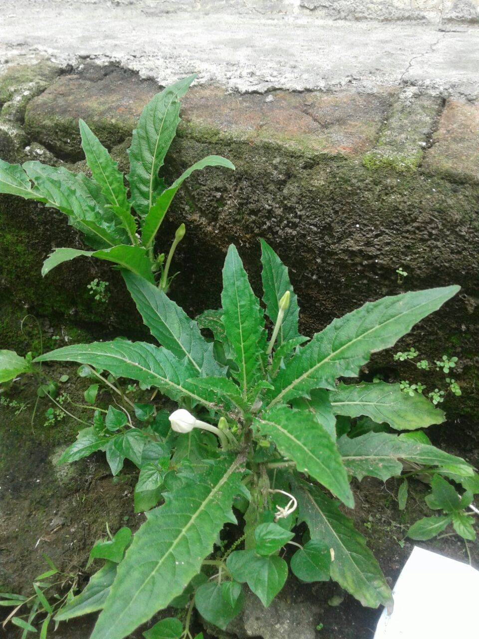 Bunga Kitolot: Mengenali Bunga Kitolot