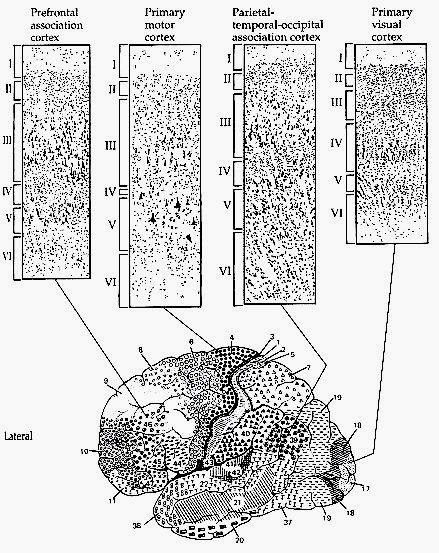 sleptons: Human neocortex