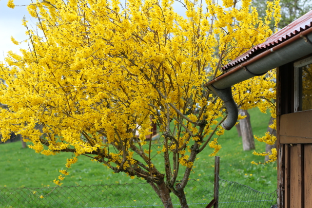 My Rose Valley: The yellow tree time of the year