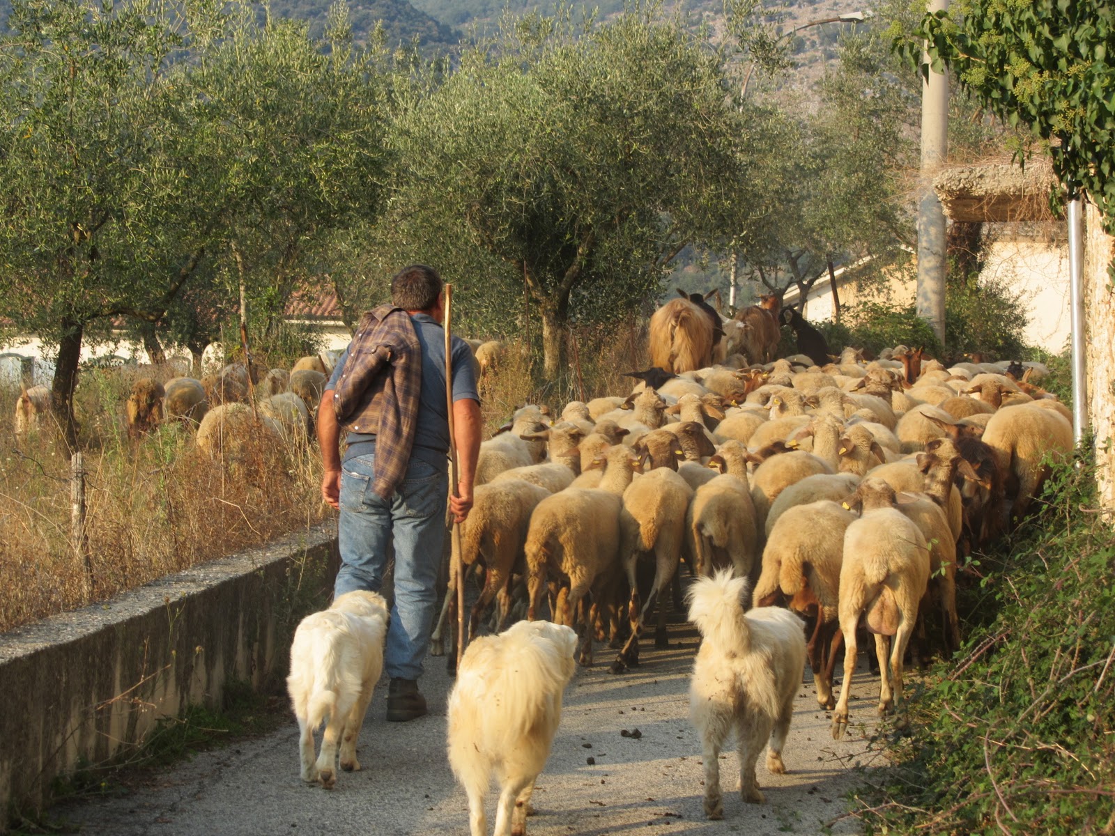 MacInnis Family Adventure 2011: Sora - Italy Farm Stay