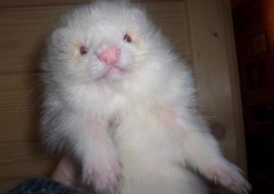 Y Se Hizo De Noche: Caniche toy rata. La salada y la historia de la ...