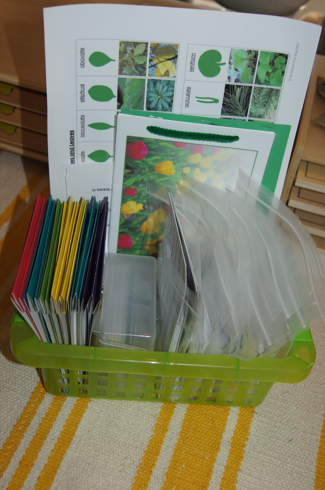 Montessori Botany Leaf Shapes Aciculate