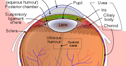 Popular Science: How the eye evolved
